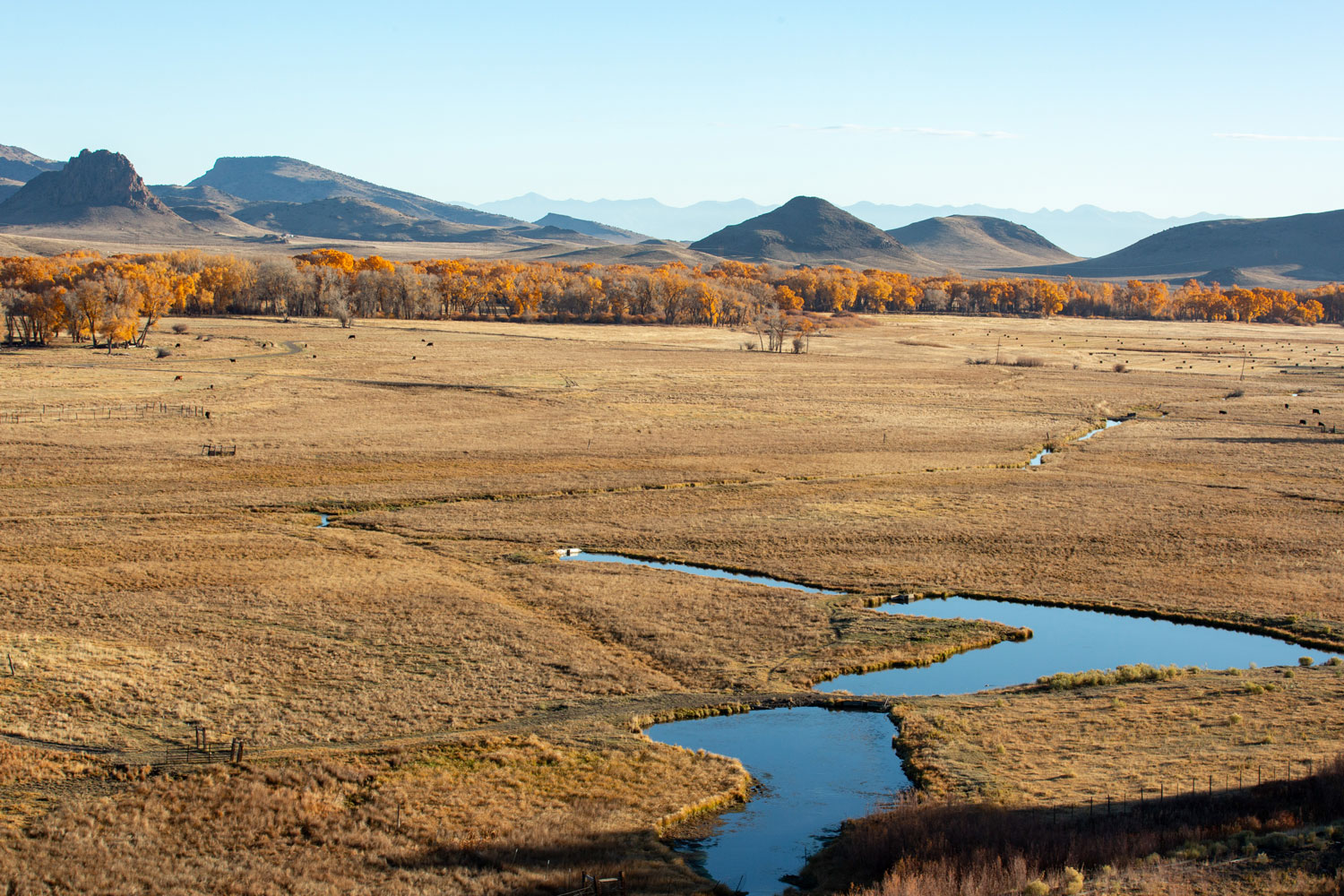 Colorado Cattlemen's Agricultural Land Trust opens new regional office ...