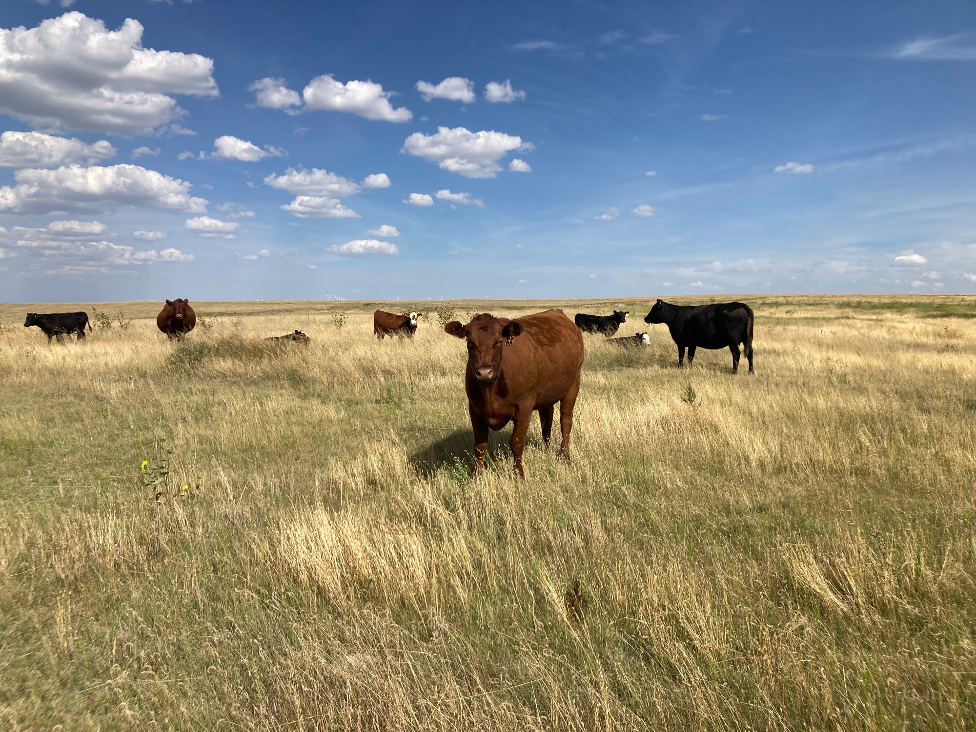 Shepherd Hill Land and Livestock Ranch Lands Conserved by Pyatt ...
